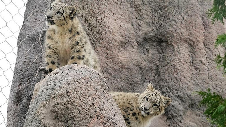 Baby snow leopard sees a pumpkin for the first time
