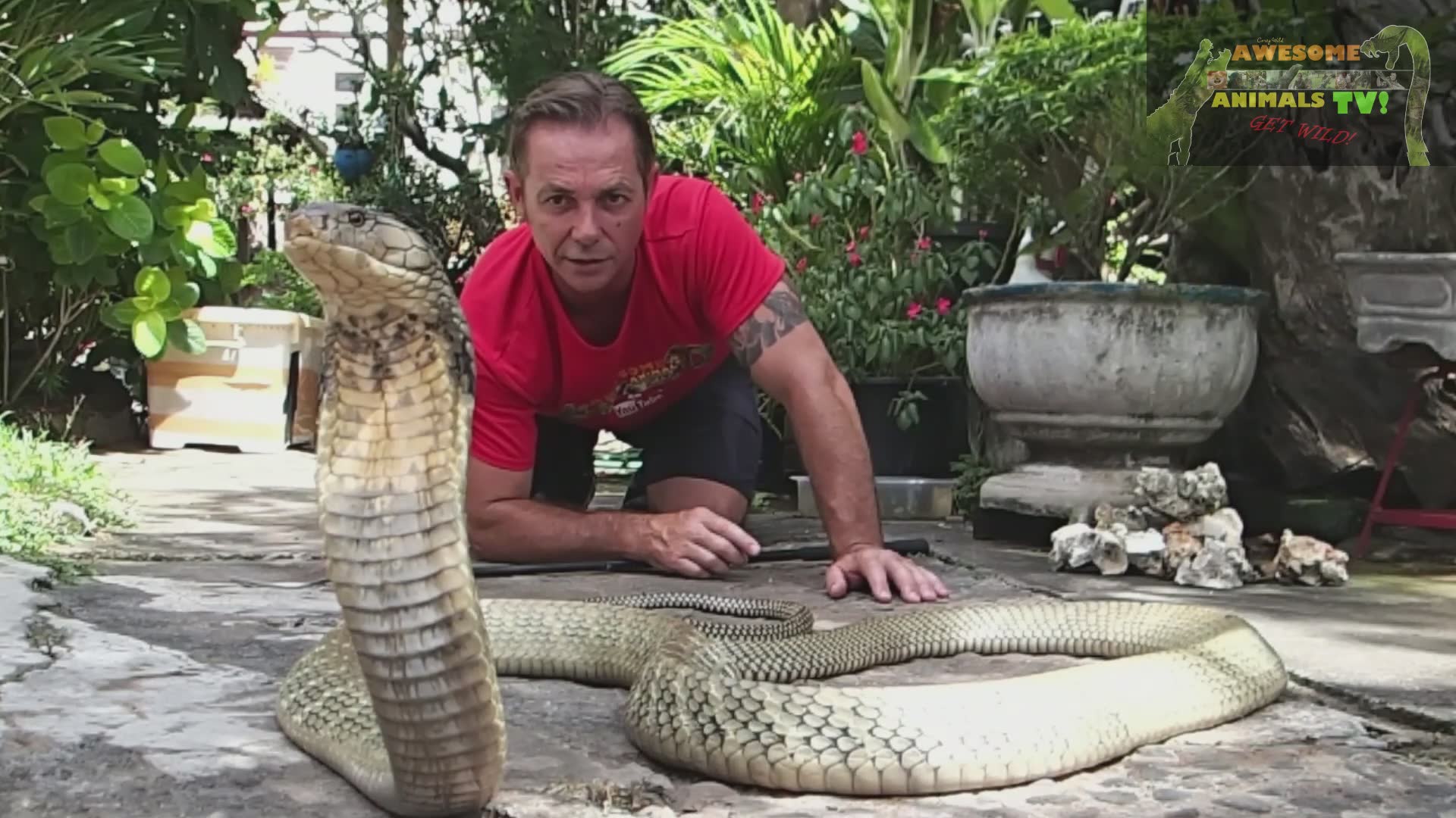 Mega king cobra | world's largest venomous snake with snake man