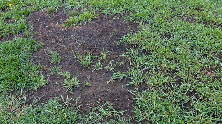 Prevent And Fix Erosion In Your Yard With An Easy Solution