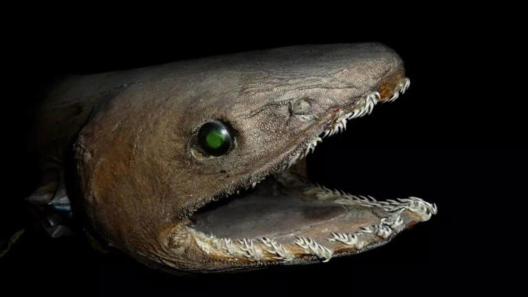 Meet the ancient lizard shark that lived alongside dinosaurs