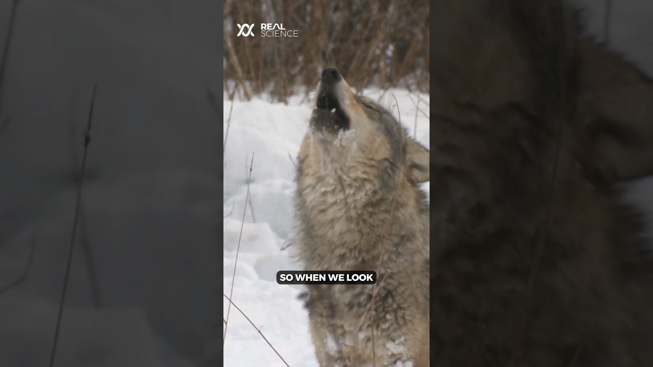 How Radia­tion-Exposed Wolves in Chernobyl Developed Cancer Resilience