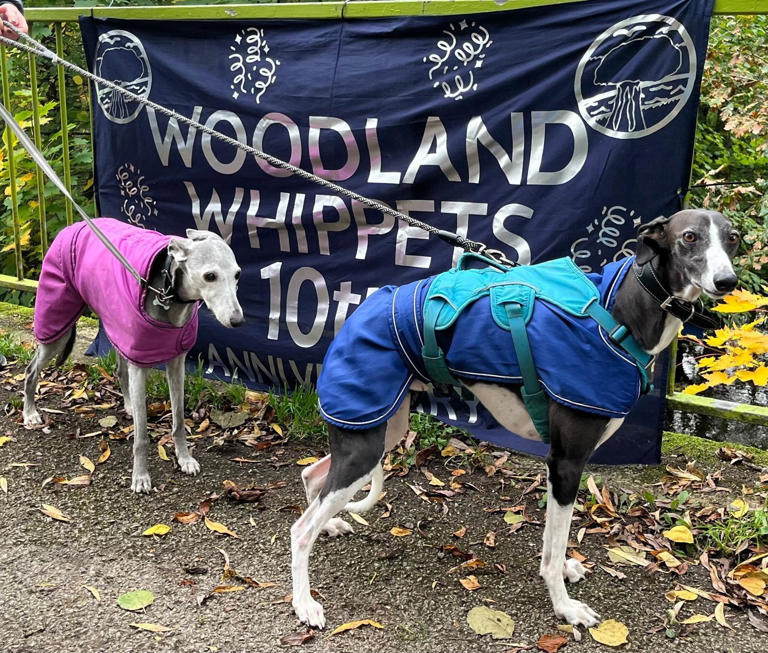 Woodland Whippets celebrates 10-year anniversary