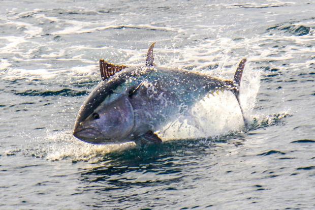 Photos of bluefin tuna display in Cornwall - amid 'biggest boom in a ...