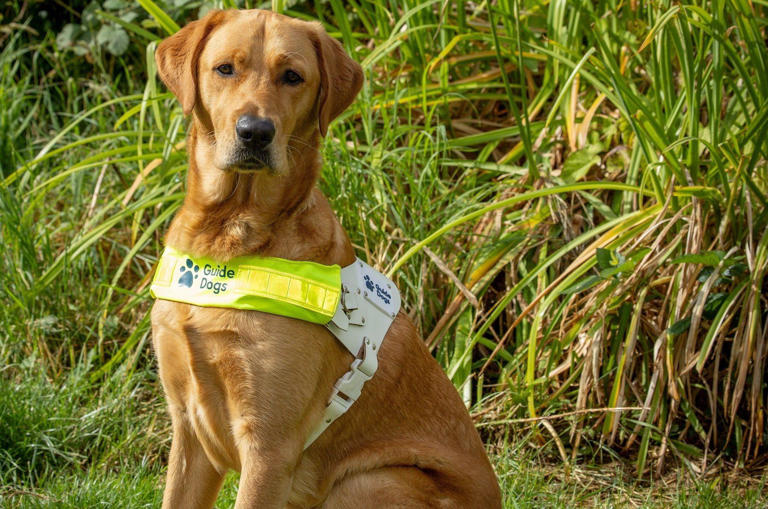 Westhoughton business owner celebrates as Guide Dogs trainee Ralph ...