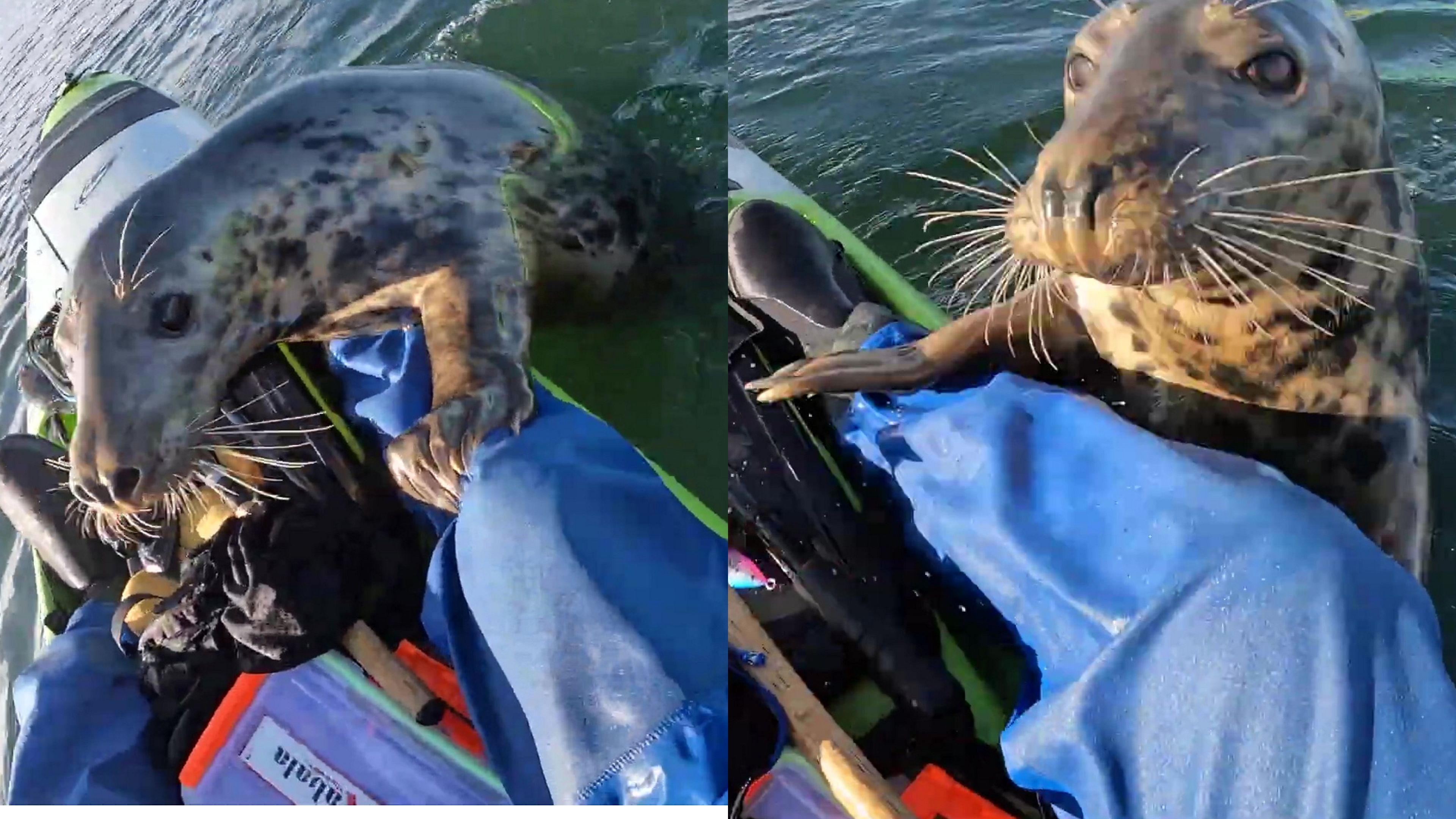 Cheeky seal hops onto fishermen's kayaks