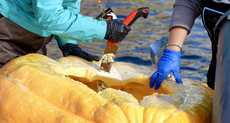 At this regatta, boats are giant pumpkins. It’s as chaotic as it sounds.