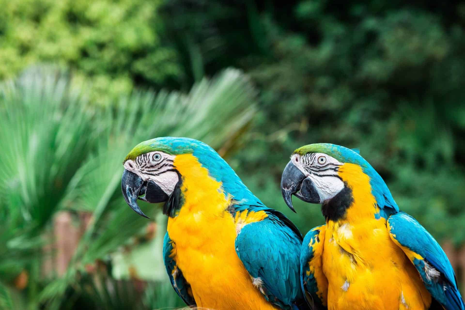 Wait, What Did That Bird Just Say? Meet 10 Feathered Friends that Might ...