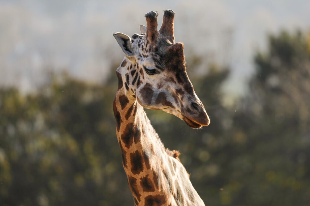 Video shows expert team giving a giraffe a massage – as he underwent an ...