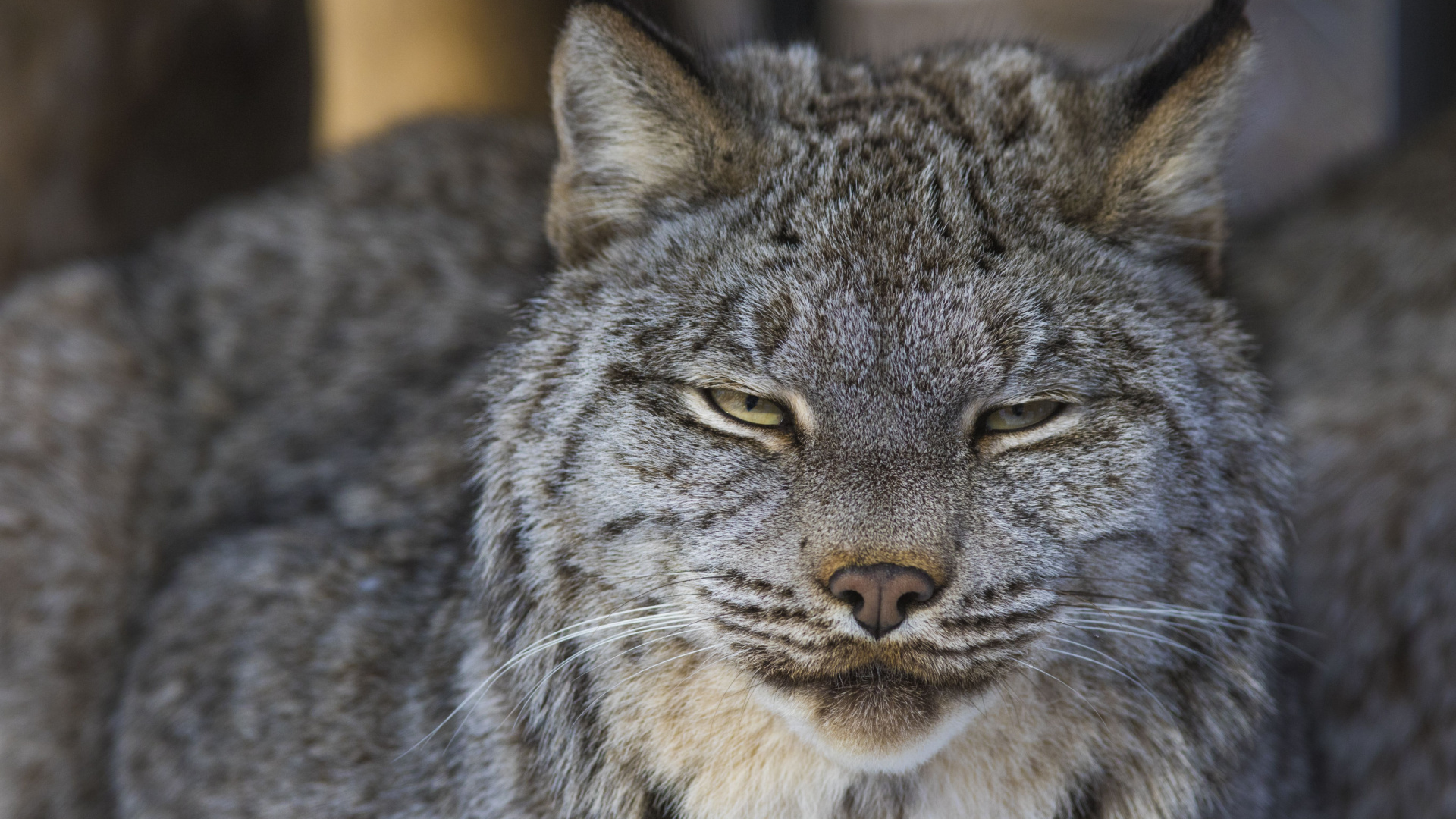 The Hidden Role Of Lynx In Maintaining Forest Balance In Quebec