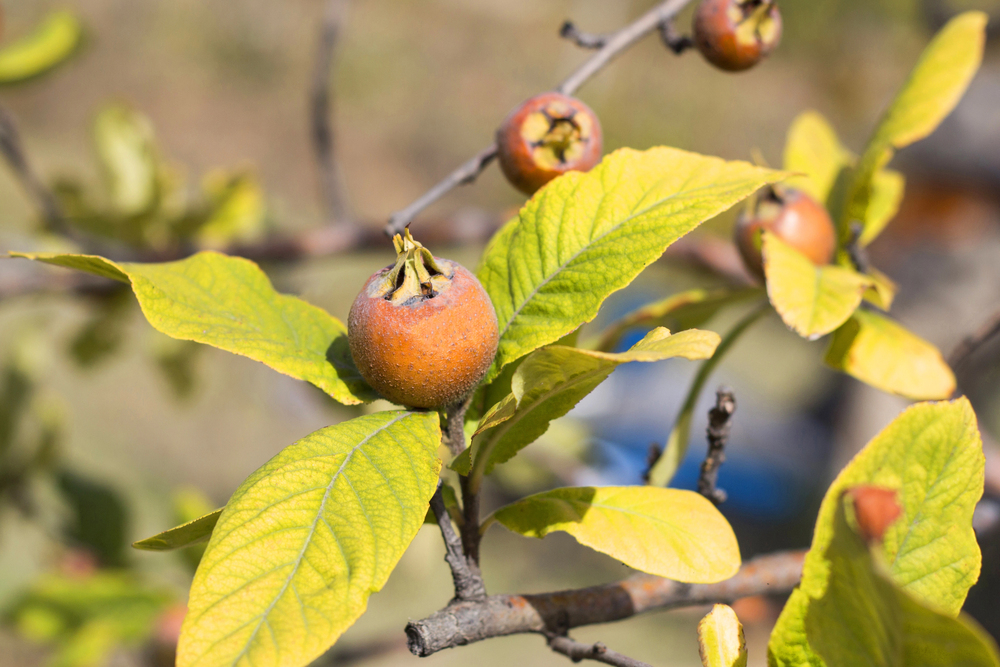 Forgotten foods once beloved worldwide