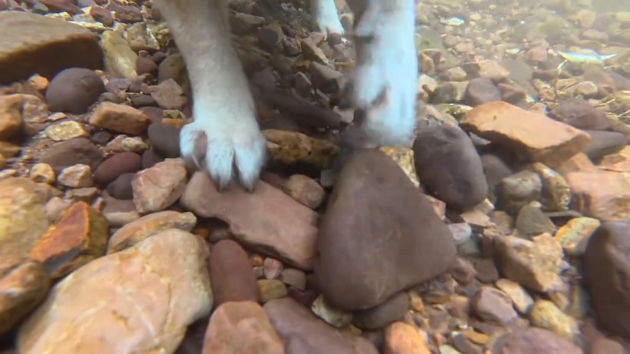 Curious dog digs underwater in Guangxi, China