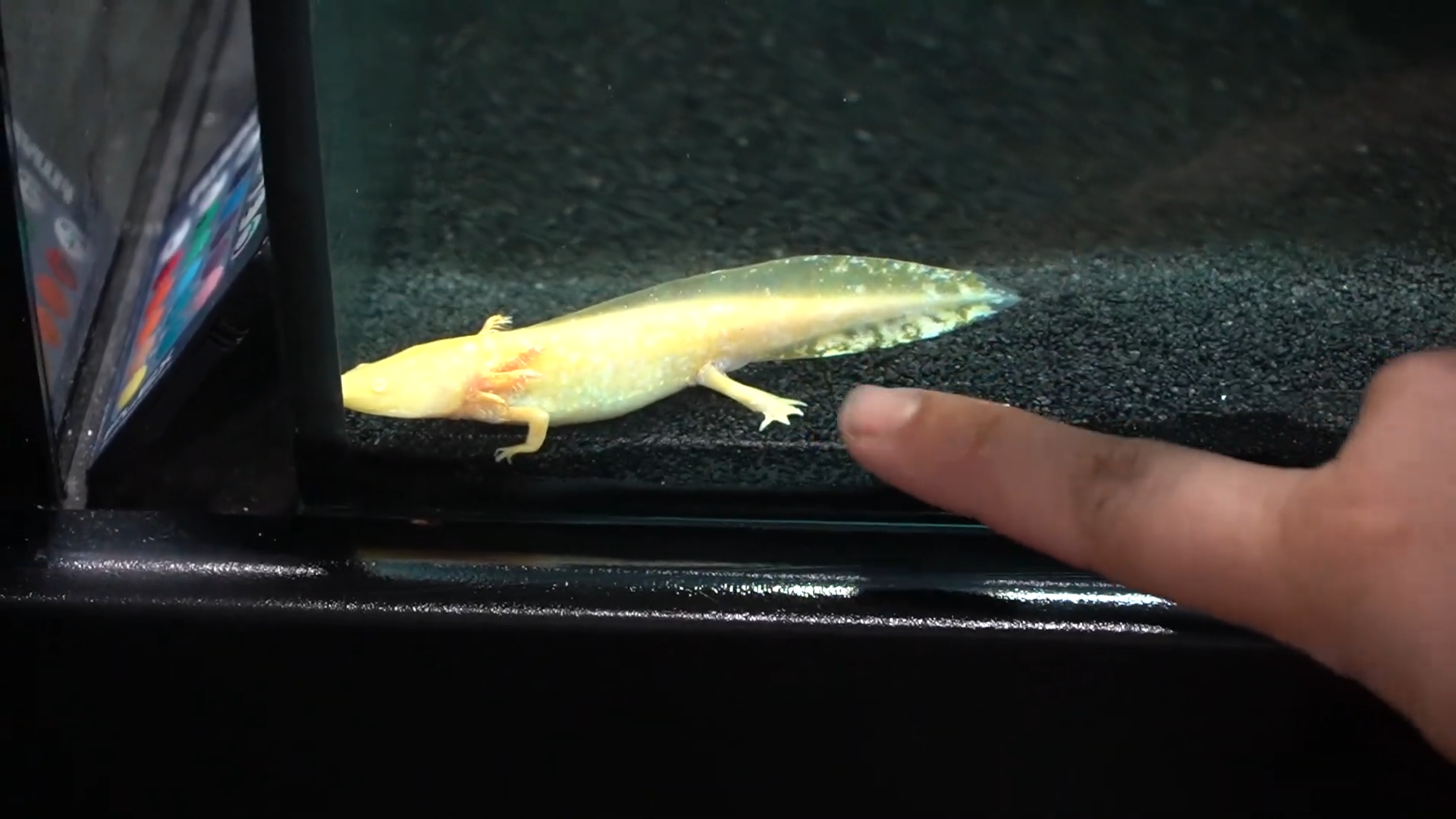 The 24K gold axolotl worm - nature’s living treasure