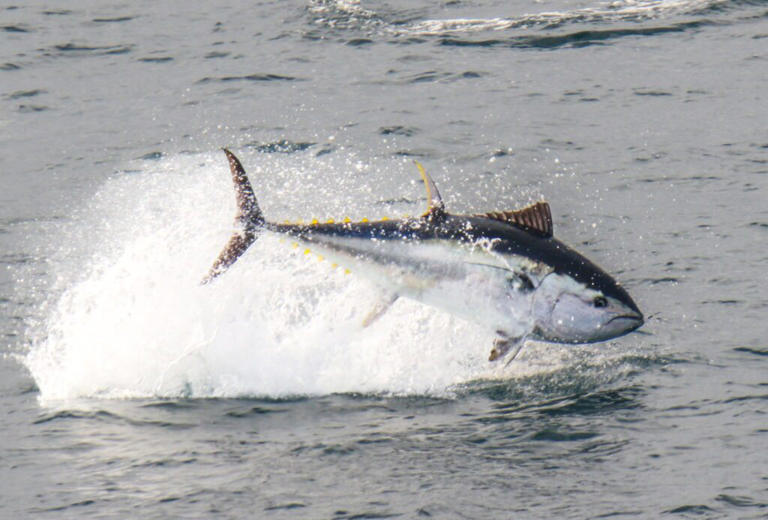 Bluefin tuna flock to UK in ‘biggest boom’ in a century