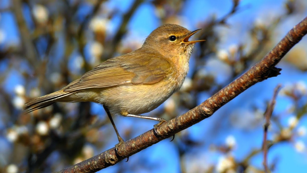 Gesang Der Zilpzalp In Der Natur – Phylloscopus collybita