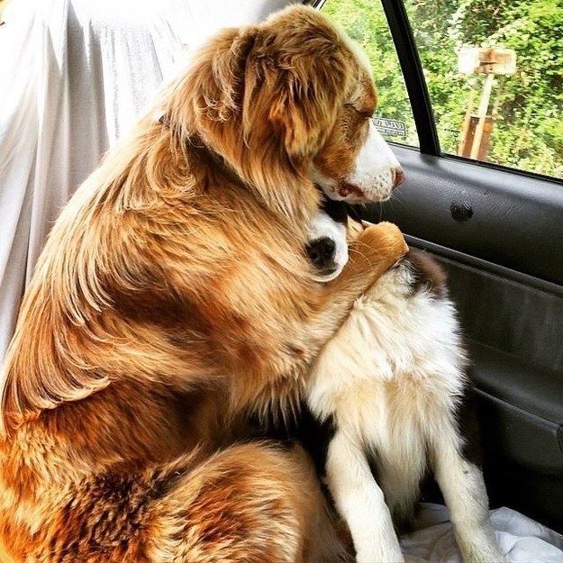 22 Pawfect Pictures of Puppers Being Best Friends to Spread Some Love ...