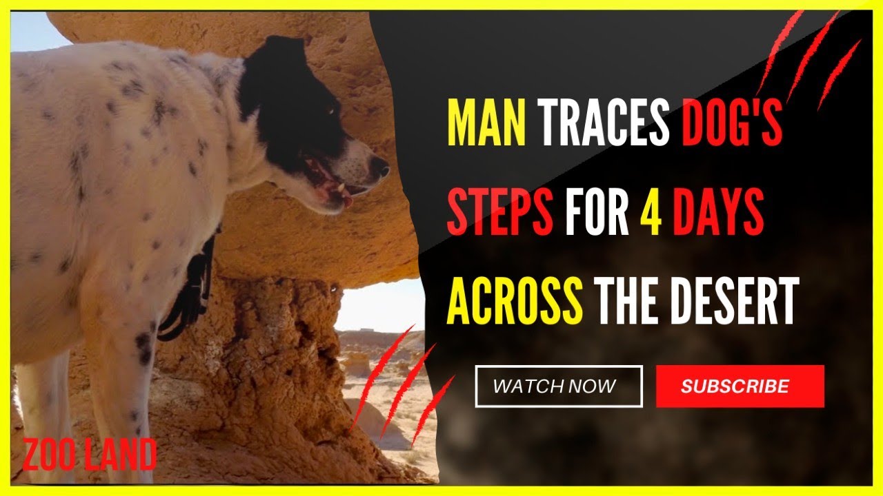 Dog Owner’s 4-Day Desert Quest to Find His Furry Friend