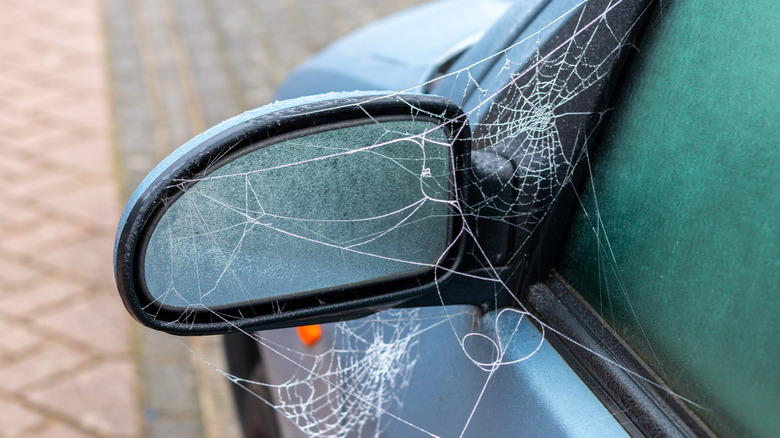 How To Keep Spiders And Other Bugs From Making Your Car Their Winter Home