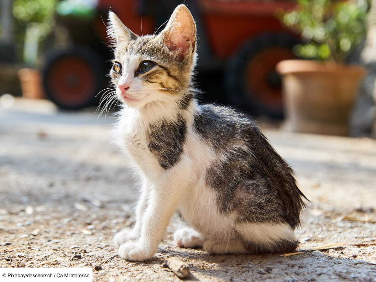 Mon chat devient-il aveugle ? Voici les signes qui ne trompent pas
