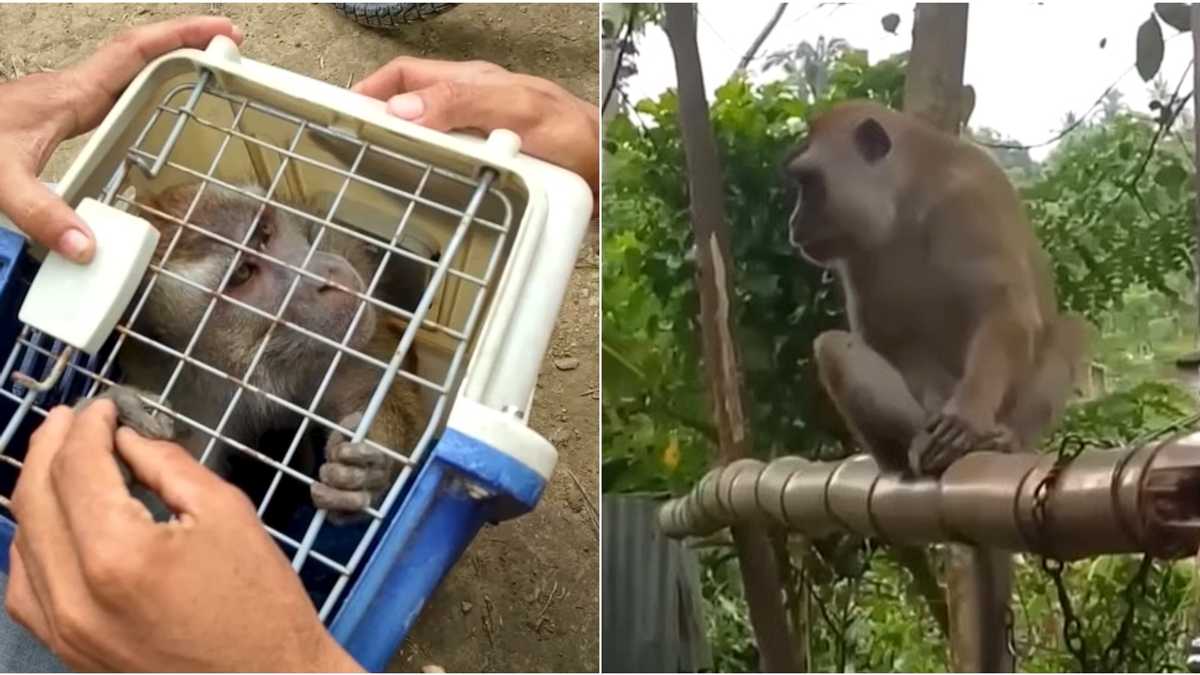 9-year-old boy, attacked and bitten by neighbor's pet monkey