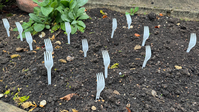 I tried 'lawn forking', the garden hack that makes a lot more sense ...