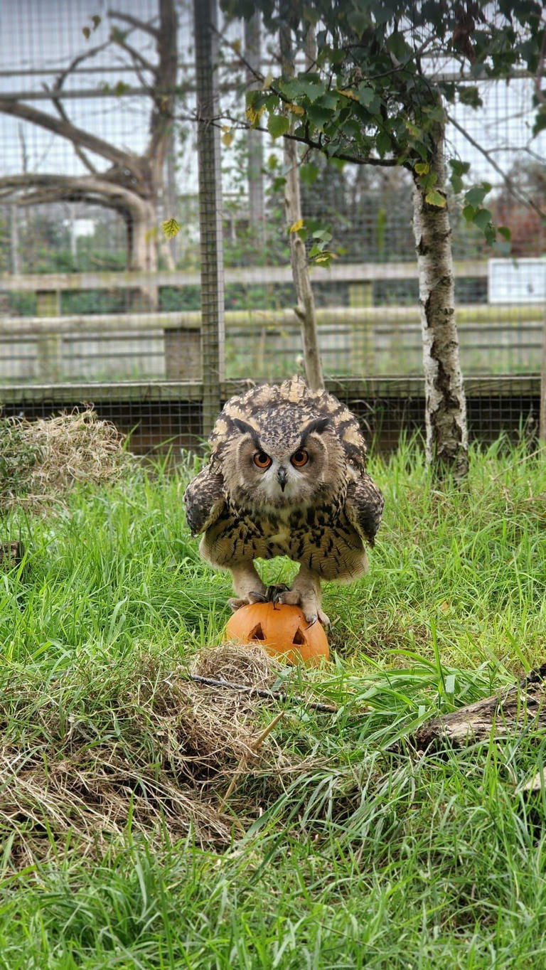 Local farm park conjures up some natural magic this spooky season