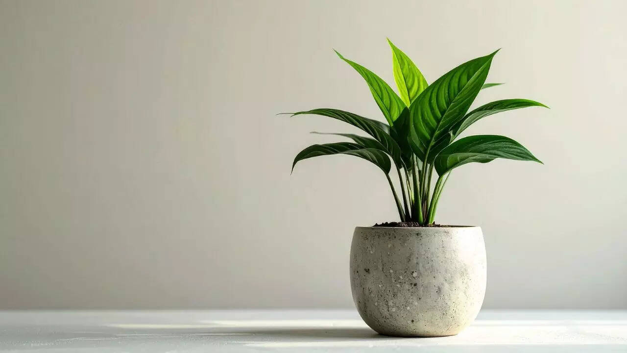 8 indoor plants that thrive in indirect or low sunlight