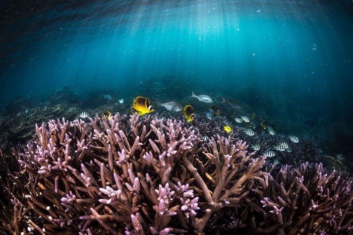 AI Models Outperform Traditional Climate Predictions, Offering New ...