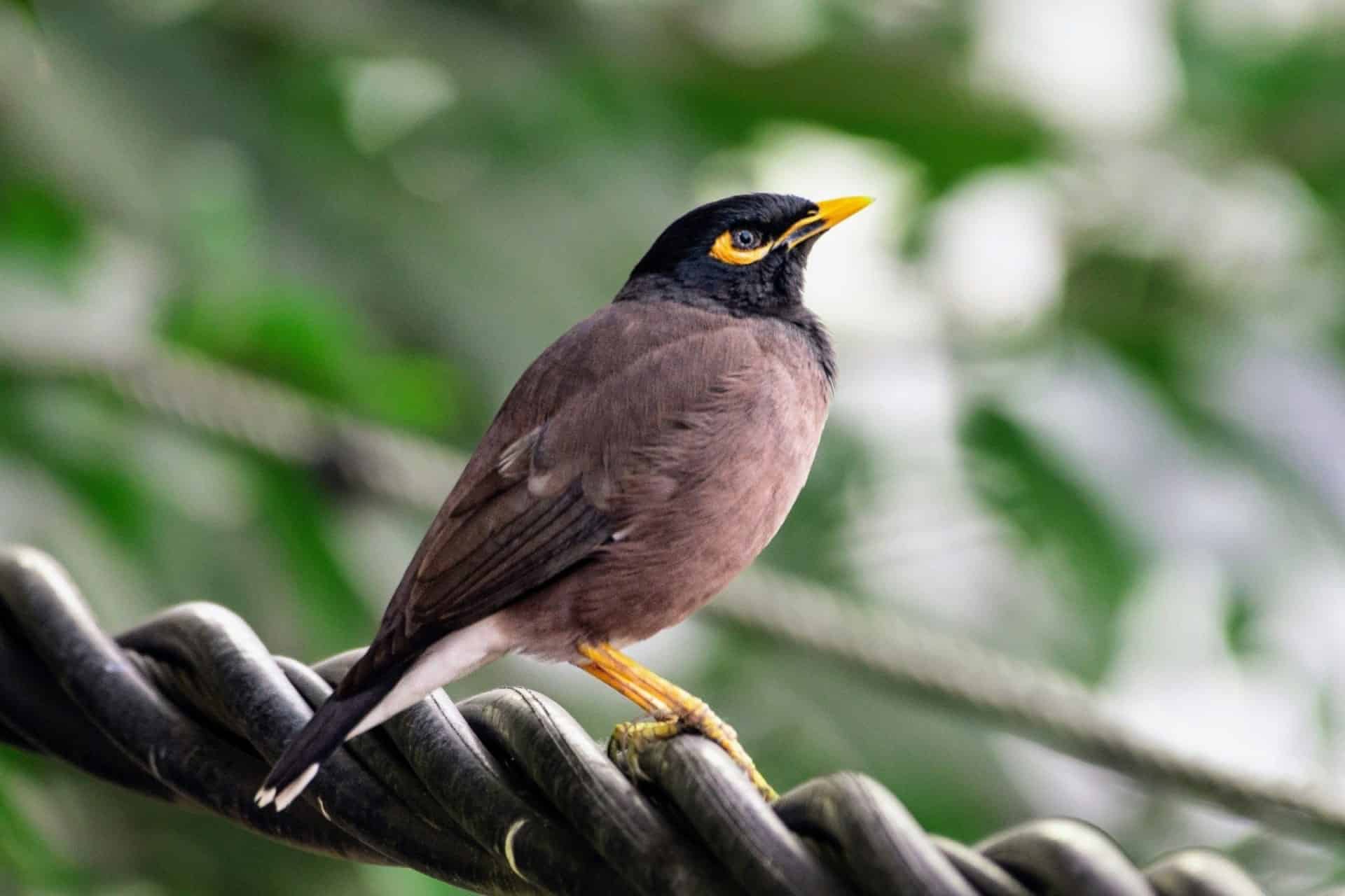 Wait, What Did That Bird Just Say? Meet 10 Feathered Friends that Might ...