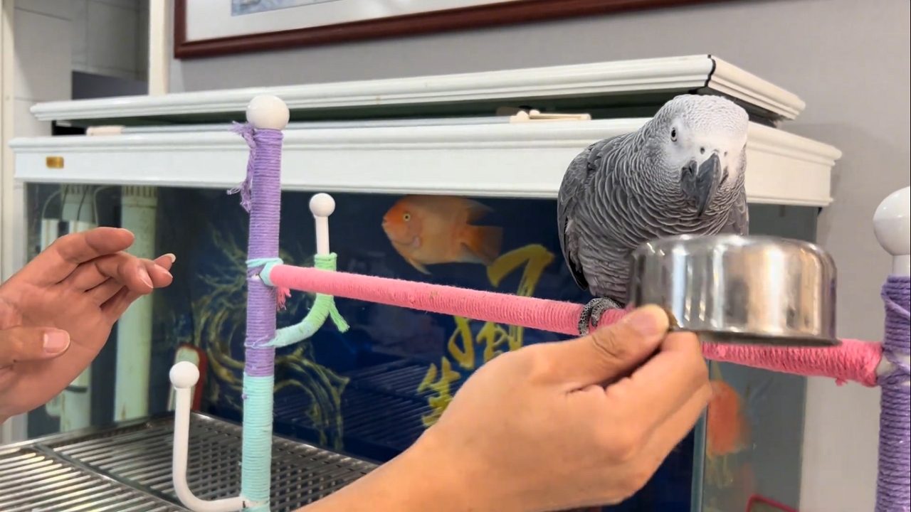 African grey parrot joins rhythmic tapping in Shandong, China