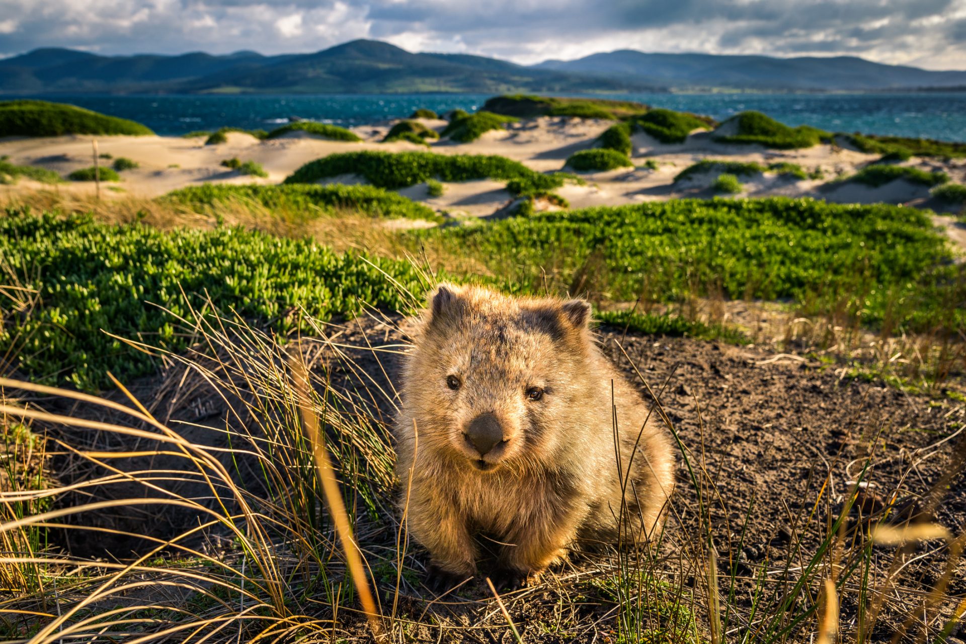 International Wombat Day: Why do these animals make square droppings?