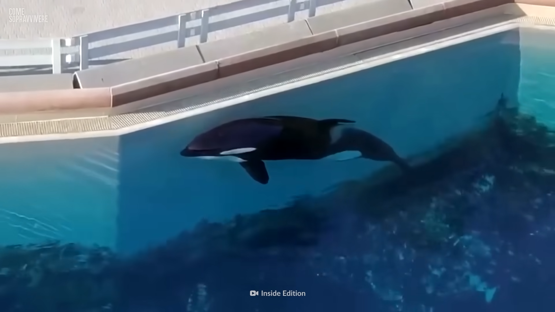 La Tragedia di SeaWorld - Quando l’Orca Ha Trascinato Dawn negli Abissi