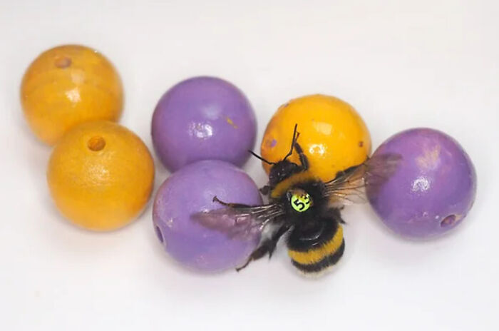40 Lesser-Known Facts About Animals That Made People Say ‘Aww’ (New Pics)