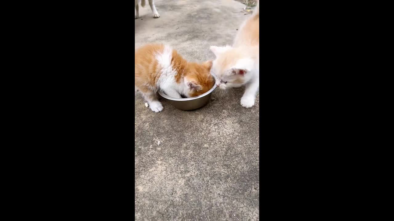 Kitten guards food from sibling in Hebei, China