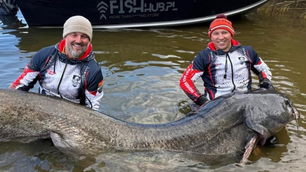 Record catch: Anglers pull giant catfish out of the water