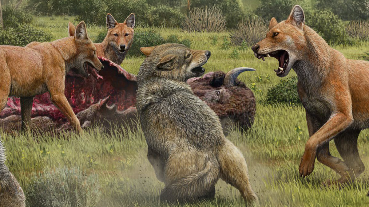 10,000-Year Question: Did Scientists Really Bring Back the Dire Wolf?