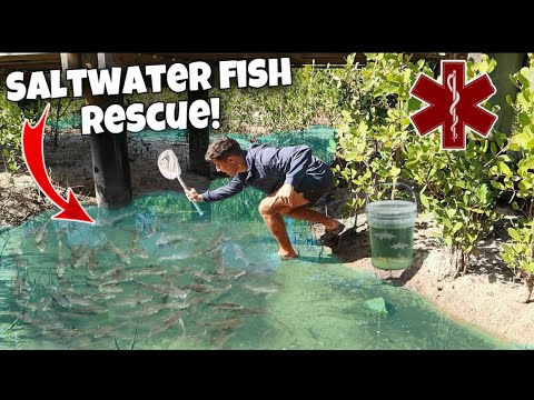 Rescuing trapped aquarium fish in dried up tide pool!