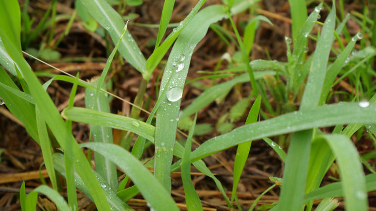 When Is The Best Time To Spray Your Weeds?