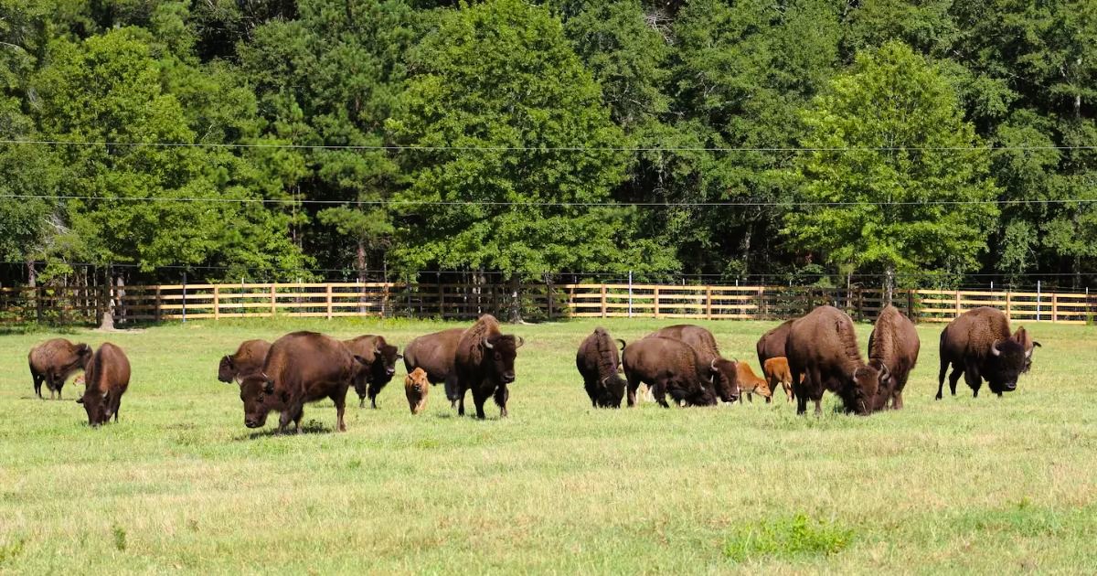 Escape to This Unique Bison Farm in Alabama
