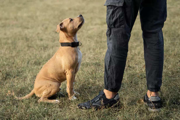 Dogs Can Smell Cancer Before Symptoms Appear