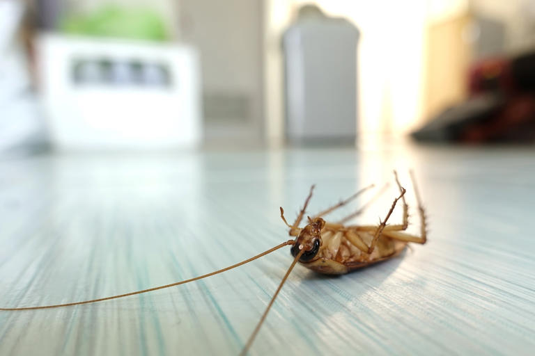 Intenta matar una cucaracha con un lanzallamas: su edificio en llamas y ...