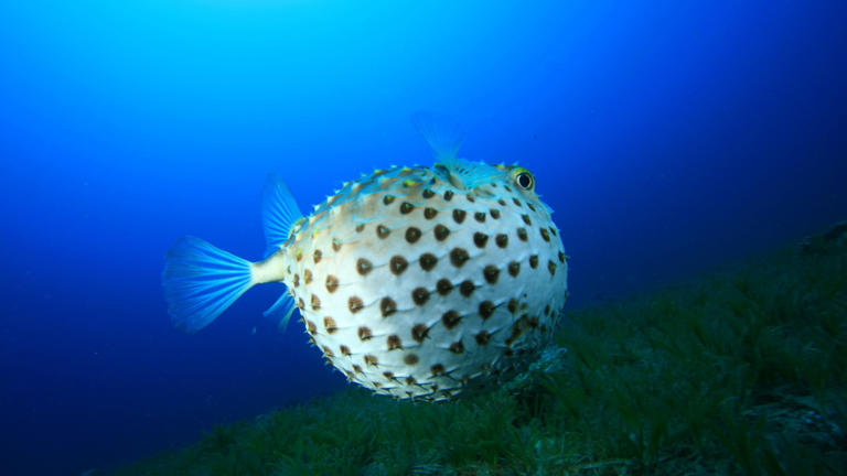 Meet The Pufferfish, Probably Nature’s Greatest Artist