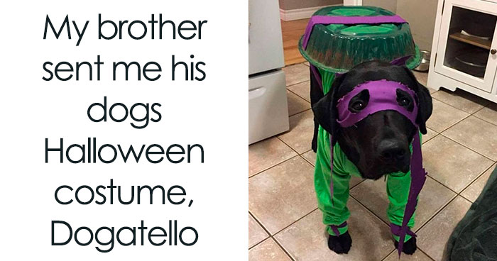 50 Animal Memes That Remind Us Life’s Better With A Little Fur And ...