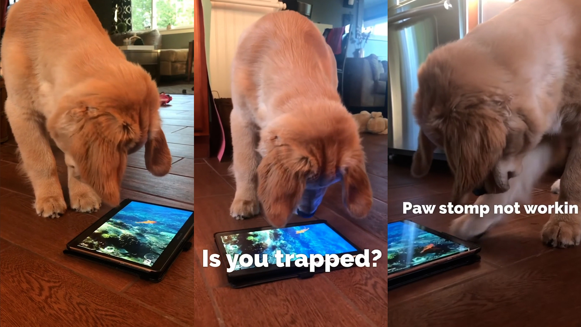 Puppy’s First Encounter with a Tablet