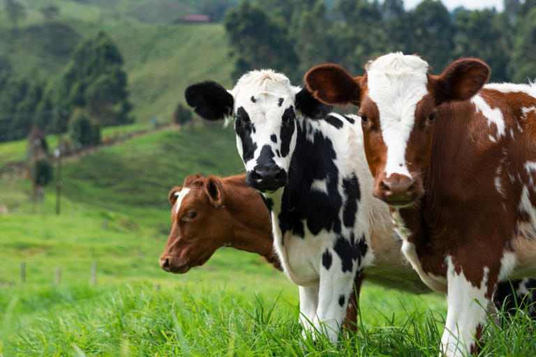 Only 10 viral particles cause H5N1 avian flu infection in cows
