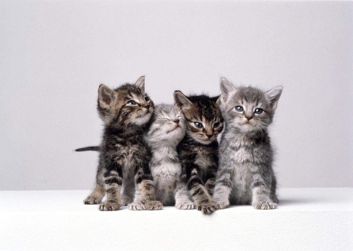 Are these the cutest cats in Illinois? Vote now in our cat photo contest!