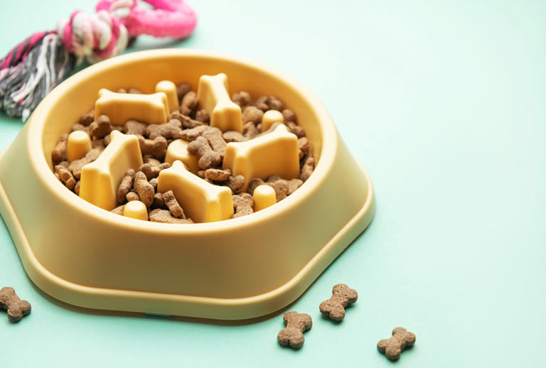 Enrichment Ideas for a Bored Indoor Dog