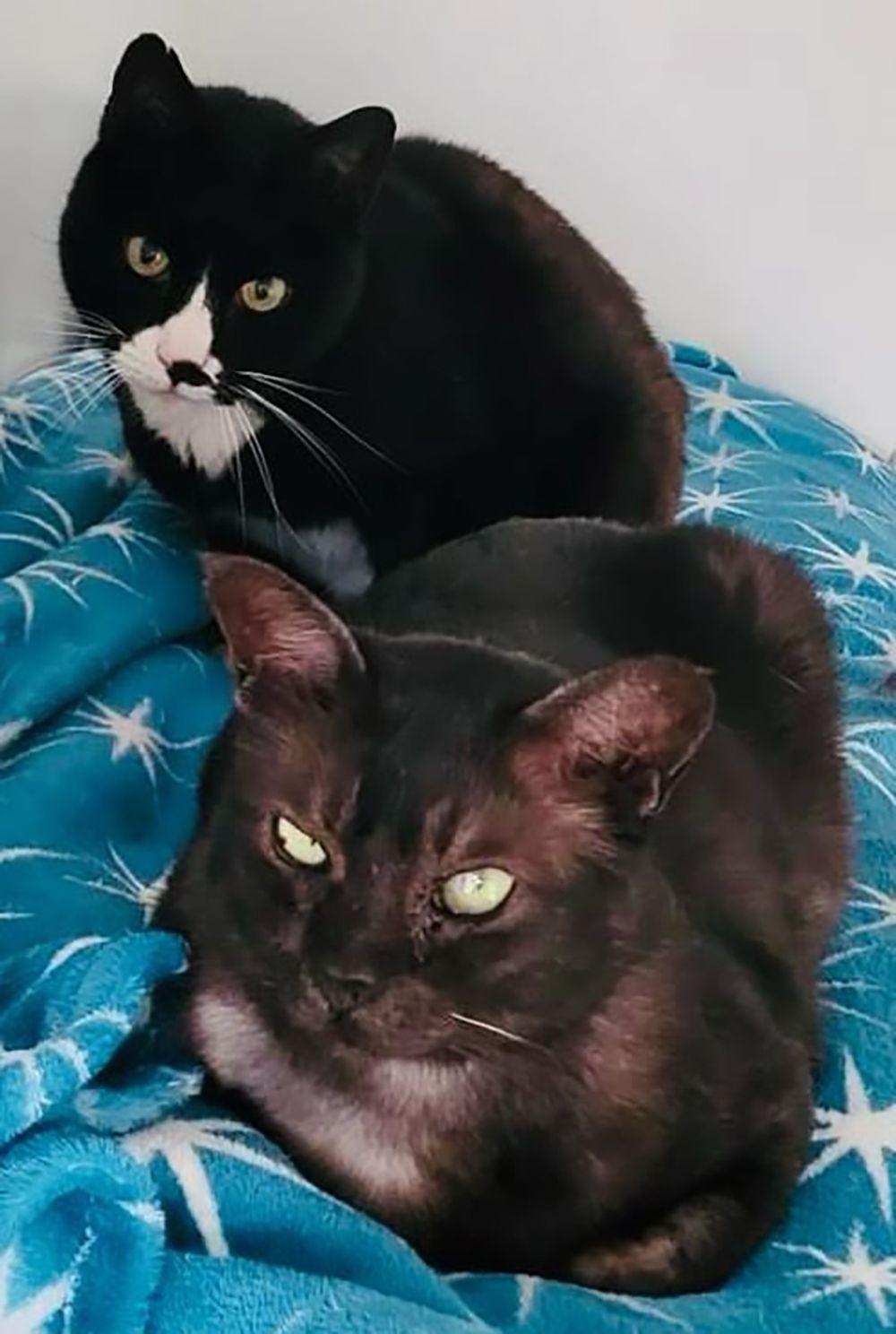 Desperate search for new home for cats with incredible bond