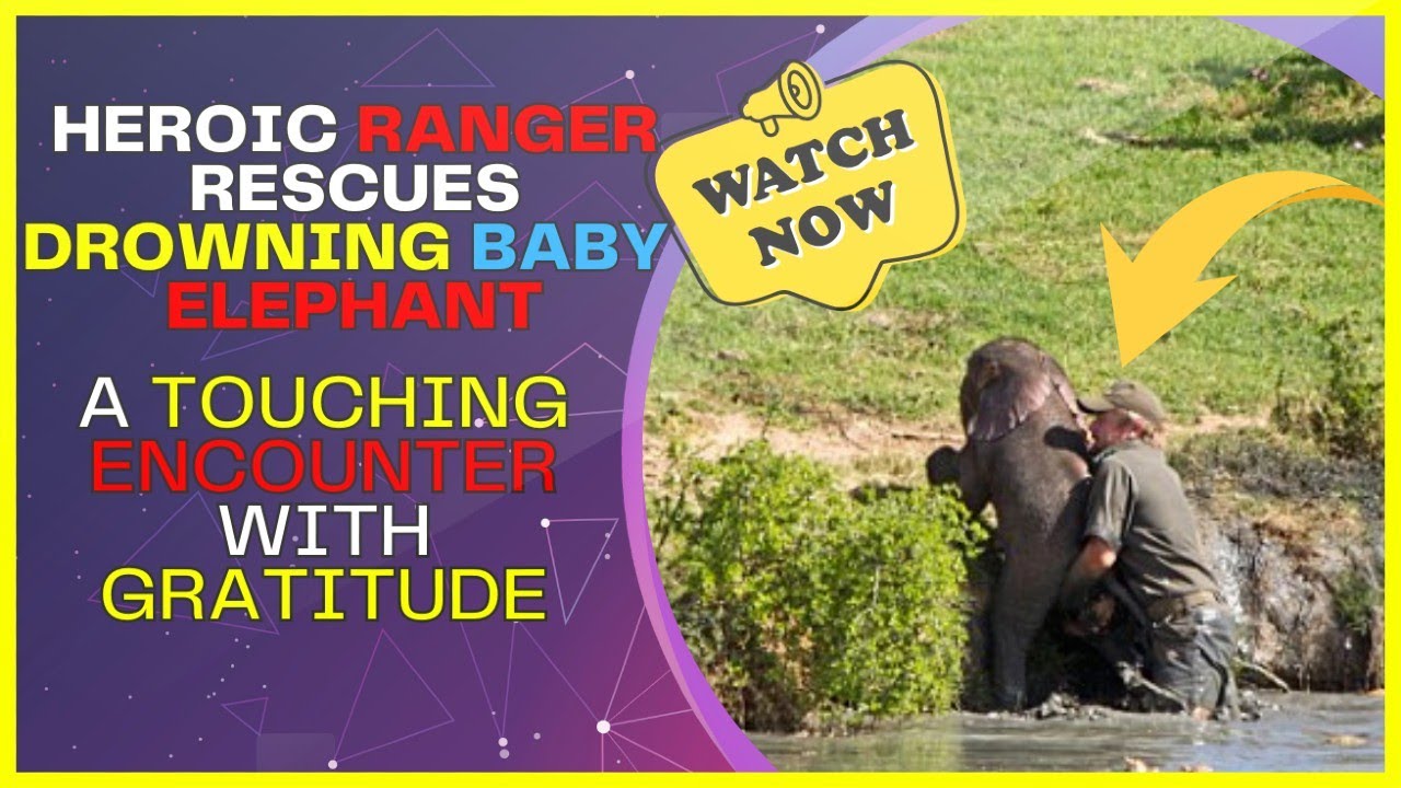 Heroic Ranger Rescues Drowning Baby Elephant in a Heartwarming Encounter