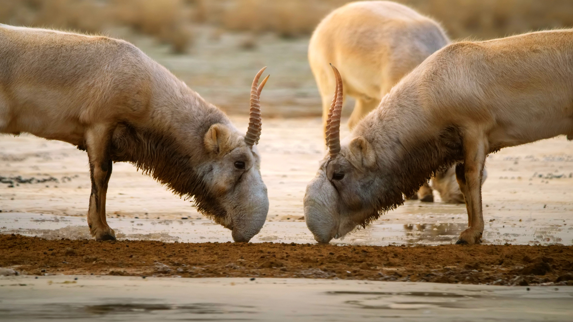 8 Bizarre Animals You Won’t Believe Actually Exist And The Wild ...