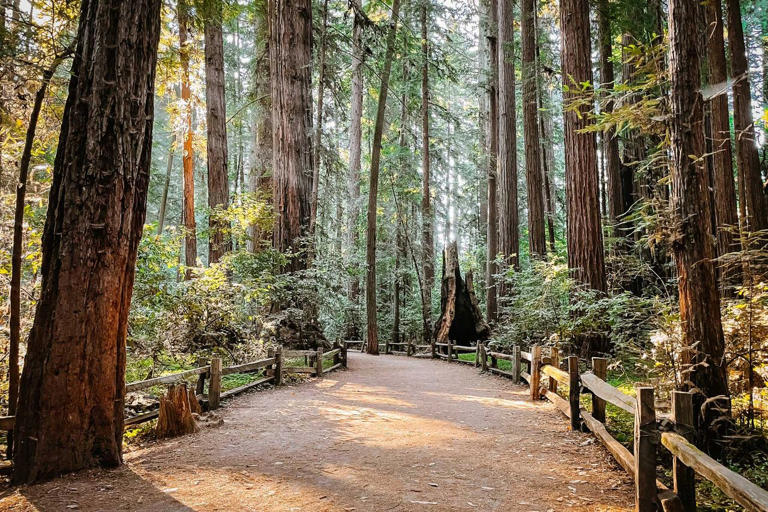 This Scenic Train Ride Winds Through California’s Majestic Redwoods and ...
